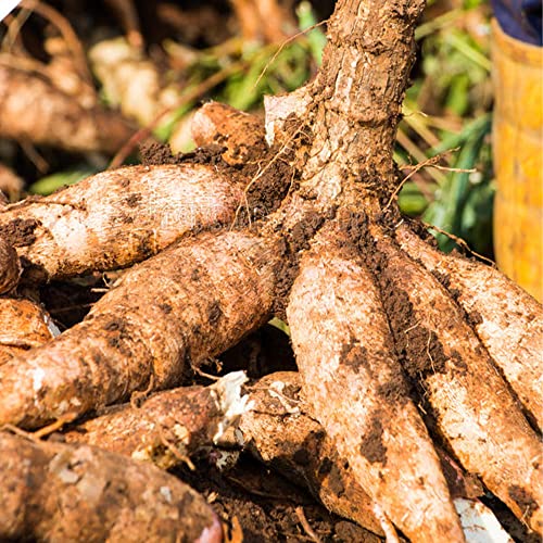 QAUZUY GARDEN 10 Cassava Manioc Mandioca Seeds(Manihot Esculenta), Yuca, Tapioca Plant Seeds - Highly Nutritious Heirloom Vegetable Seeds - Easy to Grow & Harvest