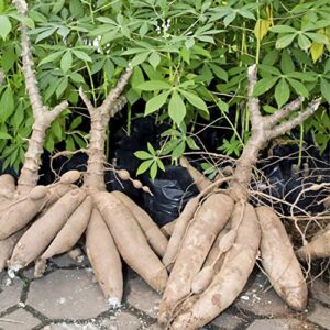 QAUZUY GARDEN 10 Cassava Manioc Mandioca Seeds(Manihot Esculenta), Yuca, Tapioca Plant Seeds - Highly Nutritious Heirloom Vegetable Seeds - Easy to Grow & Harvest