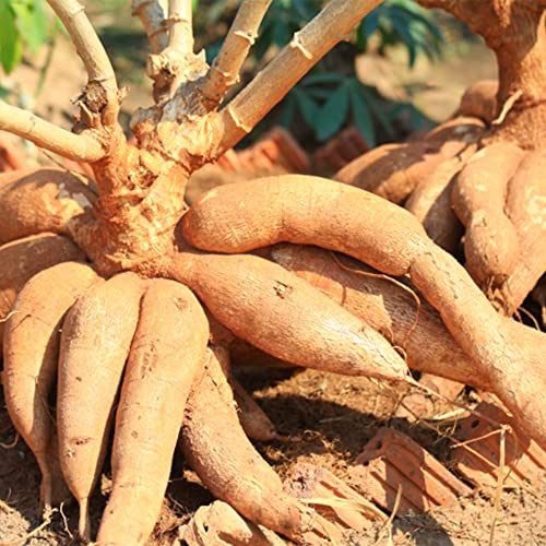 QAUZUY GARDEN 10 Cassava Manioc Mandioca Seeds(Manihot Esculenta), Yuca, Tapioca Plant Seeds - Highly Nutritious Heirloom Vegetable Seeds - Easy to Grow & Harvest