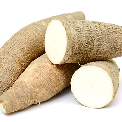 QAUZUY GARDEN 10 Cassava Manioc Mandioca Seeds(Manihot Esculenta), Yuca, Tapioca Plant Seeds - Highly Nutritious Heirloom Vegetable Seeds - Easy to Grow & Harvest