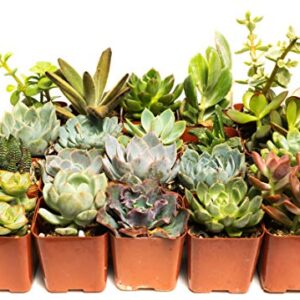 Succulent Assorted Pack- Perfect for Weddings, Party Favors, Home Gardens, and Social Events by Jiimz (20 Pack)