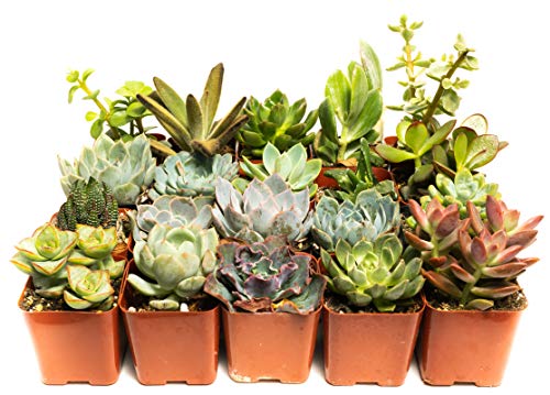 Succulent Assorted Pack- Perfect for Weddings, Party Favors, Home Gardens, and Social Events by Jiimz (20 Pack)