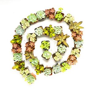 Succulent Assorted Pack- Perfect for Weddings, Party Favors, Home Gardens, and Social Events by Jiimz (20 Pack)