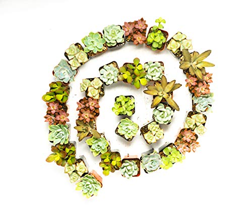 Succulent Assorted Pack- Perfect for Weddings, Party Favors, Home Gardens, and Social Events by Jiimz (20 Pack)