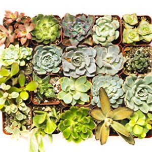 Succulent Assorted Pack- Perfect for Weddings, Party Favors, Home Gardens, and Social Events by Jiimz (20 Pack)