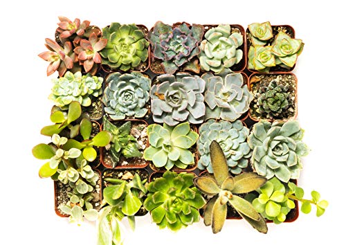 Succulent Assorted Pack- Perfect for Weddings, Party Favors, Home Gardens, and Social Events by Jiimz (20 Pack)