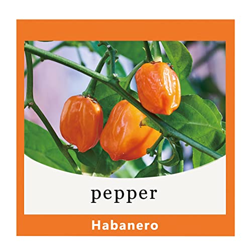 Hot Pepper Seeds for Planting - Pepper,Habanero Seeds, Red, Yellow Pepper Habanero Seeds for Planting in Garden Non GMO, Heirloom Peppers Seeds (Pepper,Habanero)