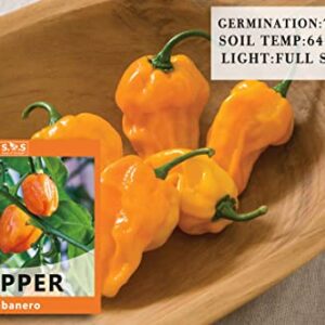 Hot Pepper Seeds for Planting - Pepper,Habanero Seeds, Red, Yellow Pepper Habanero Seeds for Planting in Garden Non GMO, Heirloom Peppers Seeds (Pepper,Habanero)