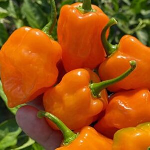 Hot Pepper Seeds for Planting - Pepper,Habanero Seeds, Red, Yellow Pepper Habanero Seeds for Planting in Garden Non GMO, Heirloom Peppers Seeds (Pepper,Habanero)