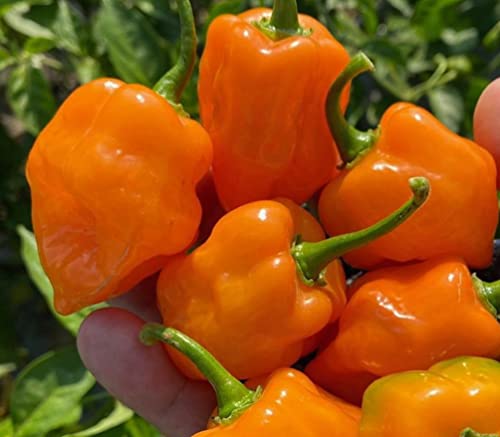 Hot Pepper Seeds for Planting - Pepper,Habanero Seeds, Red, Yellow Pepper Habanero Seeds for Planting in Garden Non GMO, Heirloom Peppers Seeds (Pepper,Habanero)