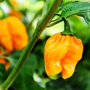 Hot Pepper Seeds for Planting - Pepper,Habanero Seeds, Red, Yellow Pepper Habanero Seeds for Planting in Garden Non GMO, Heirloom Peppers Seeds (Pepper,Habanero)