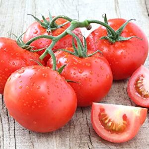 Homestead Heirloom Tomato Seeds, 250+ Seeds Per Packet, (Isla's Garden Seeds), Non GMO Seeds, Botanical Name: Solanum lycopersicum