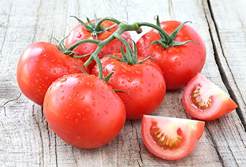 Homestead Heirloom Tomato Seeds, 250+ Seeds Per Packet, (Isla's Garden Seeds), Non GMO Seeds, Botanical Name: Solanum lycopersicum