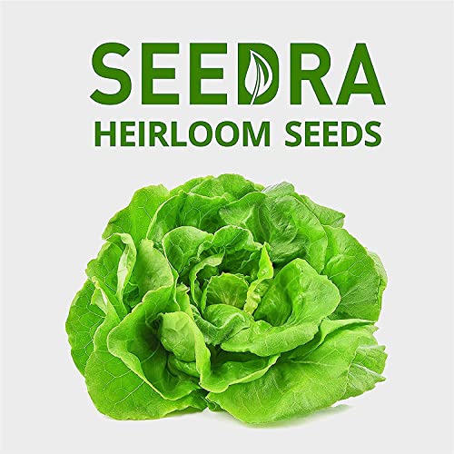 Seedra.US Lettuce Seeds for Indoor and Outdoor Planting - Home Garden - 1200 Seeds - GMO-Free and Heirloom Seeds - 2 Pack