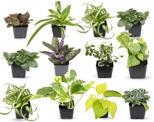 easy to grow houseplants (12 pack) live house plants in plant containers, growers choice plant set in planters with potting soil mix, home décor planting kit or outdoor garden gifts by plants for pets