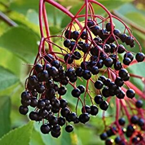 Gaea's Blessing Seeds - Elderberry Seeds - American Black Elderberry Heirloom - Non-GMO Seeds with Easy to Follow Planting Instructions - 90% Germination Rate