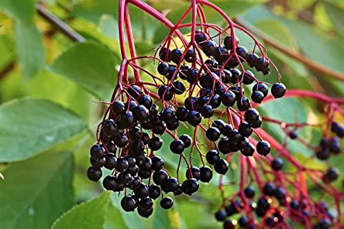 Gaea's Blessing Seeds - Elderberry Seeds - American Black Elderberry Heirloom - Non-GMO Seeds with Easy to Follow Planting Instructions - 90% Germination Rate