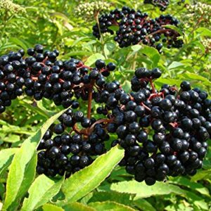 Gaea's Blessing Seeds - Elderberry Seeds - American Black Elderberry Heirloom - Non-GMO Seeds with Easy to Follow Planting Instructions - 90% Germination Rate