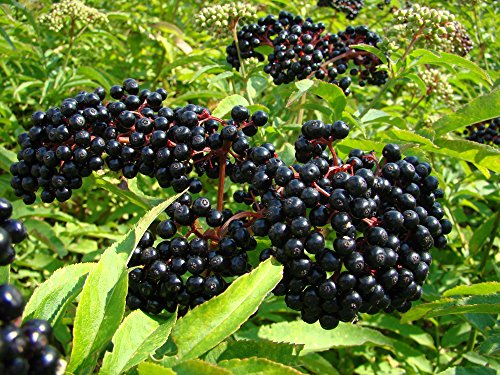 Gaea's Blessing Seeds - Elderberry Seeds - American Black Elderberry Heirloom - Non-GMO Seeds with Easy to Follow Planting Instructions - 90% Germination Rate