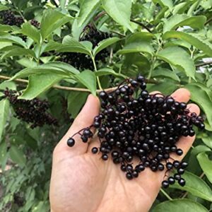 Gaea's Blessing Seeds - Elderberry Seeds - American Black Elderberry Heirloom - Non-GMO Seeds with Easy to Follow Planting Instructions - 90% Germination Rate