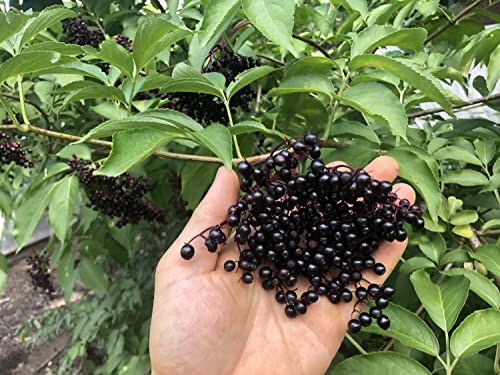 Gaea's Blessing Seeds - Elderberry Seeds - American Black Elderberry Heirloom - Non-GMO Seeds with Easy to Follow Planting Instructions - 90% Germination Rate