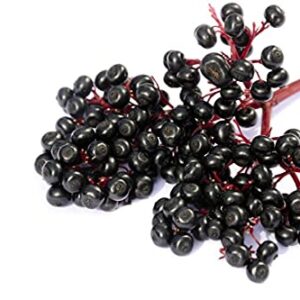 Gaea's Blessing Seeds - Elderberry Seeds - American Black Elderberry Heirloom - Non-GMO Seeds with Easy to Follow Planting Instructions - 90% Germination Rate