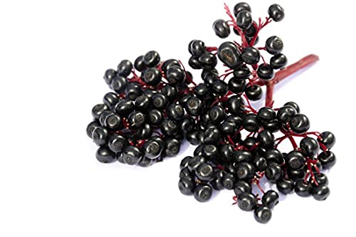 Gaea's Blessing Seeds - Elderberry Seeds - American Black Elderberry Heirloom - Non-GMO Seeds with Easy to Follow Planting Instructions - 90% Germination Rate