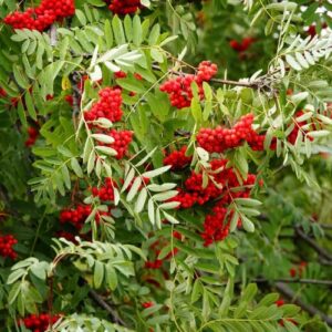 chuxay garden sorbus aucuparia-rowan,european mountain ash 50 seeds dwarf shrub tree seeds