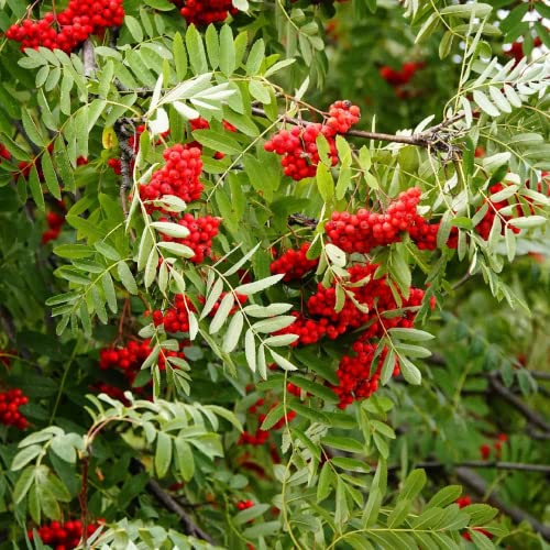 CHUXAY GARDEN Sorbus Aucuparia-Rowan,European Mountain Ash 50 Seeds Dwarf Shrub Tree Seeds