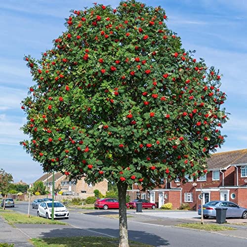 CHUXAY GARDEN Sorbus Aucuparia-Rowan,European Mountain Ash 50 Seeds Dwarf Shrub Tree Seeds