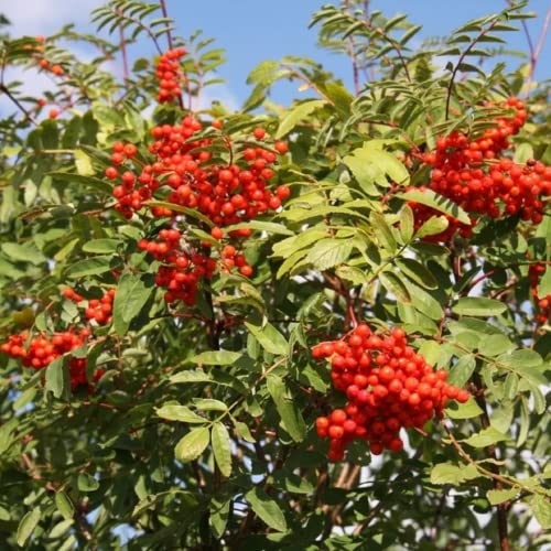 CHUXAY GARDEN Sorbus Aucuparia-Rowan,European Mountain Ash 50 Seeds Dwarf Shrub Tree Seeds