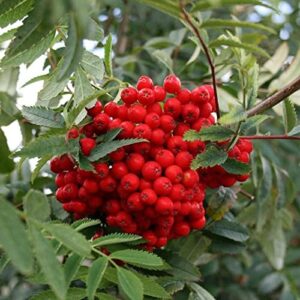 CHUXAY GARDEN Sorbus Aucuparia-Rowan,European Mountain Ash 50 Seeds Dwarf Shrub Tree Seeds