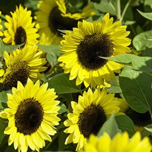 outsidepride helianthus annuus lemon queen sunflower garden cut flower & border plant – 1 lb