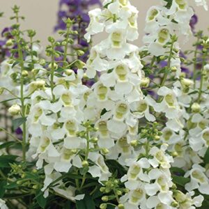 outsidepride angelonia serena white summer snapdragon garden flower seed – 15 seeds