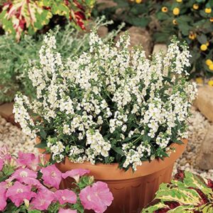 Outsidepride Angelonia Serena White Summer Snapdragon Garden Flower Seed - 15 Seeds