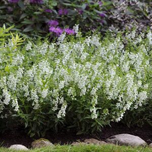 Outsidepride Angelonia Serena White Summer Snapdragon Garden Flower Seed - 15 Seeds