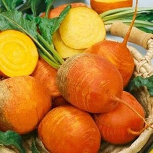 david’s garden seeds beet detroit golden fba-00042 (gold) 200 non-gmo, heirloom seeds