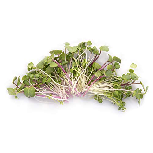 Super Spicy Greens Microgreen Seed Mix | Seeds for Planting | Contains Garden Cress Seeds, Radish, Mustard, Turnip & Arugula Microgreen Seeds | Non GMO Heirloom Seeds | 1 LB | Rainbow Heirloom Seed Co