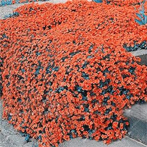 QAUZUY GARDEN 100 Orange Rock Cress Seeds Garden Creeping Thyme Perennial Flower Plant Seeds Showy Groundcover/Lawn Cover for Home Garden Easy to Grow