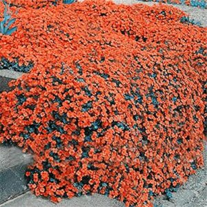 QAUZUY GARDEN 100 Orange Rock Cress Seeds Garden Creeping Thyme Perennial Flower Plant Seeds Showy Groundcover/Lawn Cover for Home Garden Easy to Grow