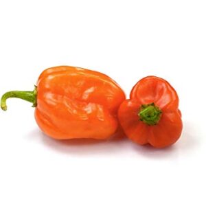 Habañero Seeds for Planting, 25+ Heirloom Seeds Per Packet, Spicy & Hot Pepper, (Isla's Garden Seeds), Non GMO Seeds, Botanical Name: Capsicum chinense, Great Home Garden Gift