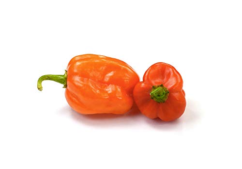 Habañero Seeds for Planting, 25+ Heirloom Seeds Per Packet, Spicy & Hot Pepper, (Isla's Garden Seeds), Non GMO Seeds, Botanical Name: Capsicum chinense, Great Home Garden Gift