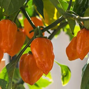 Habañero Seeds for Planting, 25+ Heirloom Seeds Per Packet, Spicy & Hot Pepper, (Isla's Garden Seeds), Non GMO Seeds, Botanical Name: Capsicum chinense, Great Home Garden Gift