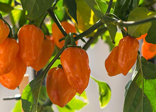 Habañero Seeds for Planting, 25+ Heirloom Seeds Per Packet, Spicy & Hot Pepper, (Isla's Garden Seeds), Non GMO Seeds, Botanical Name: Capsicum chinense, Great Home Garden Gift