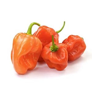 Habañero Seeds for Planting, 25+ Heirloom Seeds Per Packet, Spicy & Hot Pepper, (Isla's Garden Seeds), Non GMO Seeds, Botanical Name: Capsicum chinense, Great Home Garden Gift