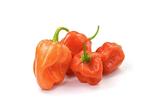 Habañero Seeds for Planting, 25+ Heirloom Seeds Per Packet, Spicy & Hot Pepper, (Isla's Garden Seeds), Non GMO Seeds, Botanical Name: Capsicum chinense, Great Home Garden Gift