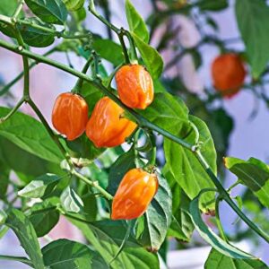 Habañero Seeds for Planting, 25+ Heirloom Seeds Per Packet, Spicy & Hot Pepper, (Isla's Garden Seeds), Non GMO Seeds, Botanical Name: Capsicum chinense, Great Home Garden Gift