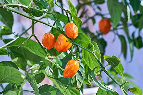 Habañero Seeds for Planting, 25+ Heirloom Seeds Per Packet, Spicy & Hot Pepper, (Isla's Garden Seeds), Non GMO Seeds, Botanical Name: Capsicum chinense, Great Home Garden Gift