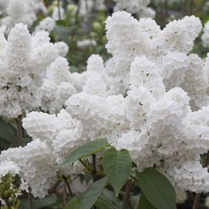 25 white japanese lilac seeds (extremely fragrant)/ (original version)