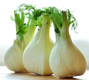 florence fennel herb for growing heirloom vegetable spice bin198c (240 seeds, or 1 gram)